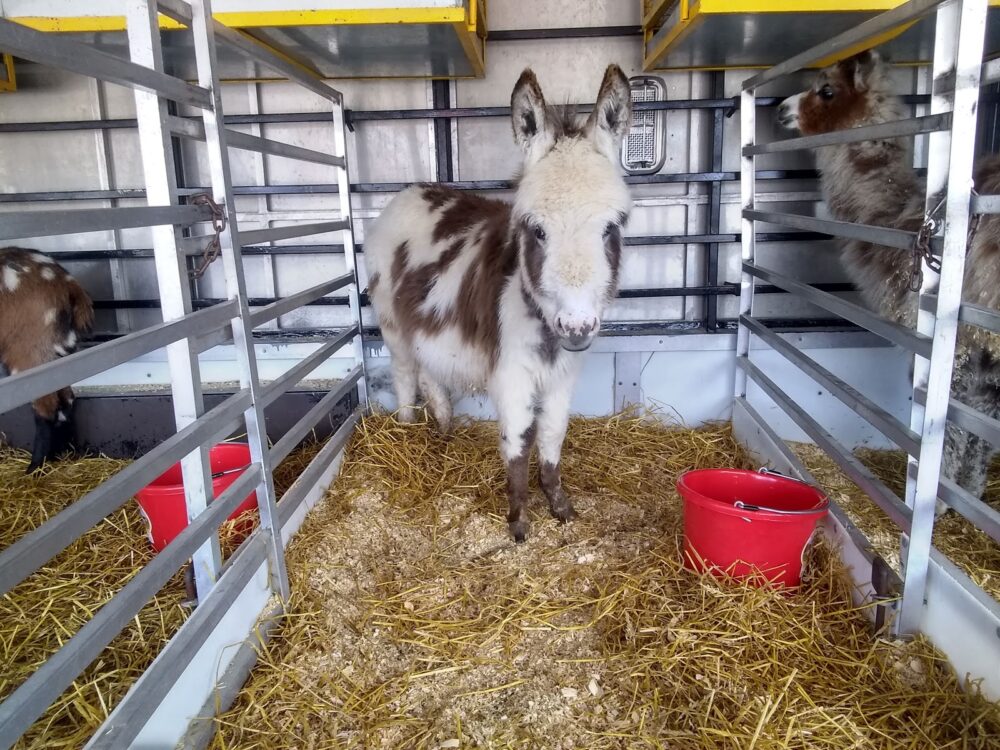 Maple Lane Mall - MTM Premier Property Management